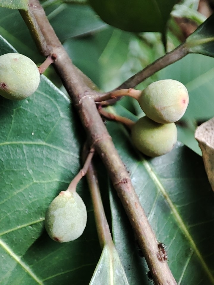 White Fig Tree (Ficus vasculosa) - Botanical Realm