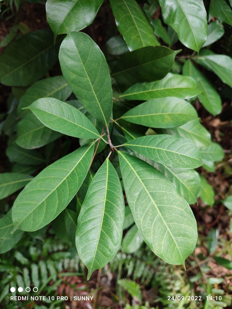 White Fig Tree (Ficus vasculosa) - Botanical Realm