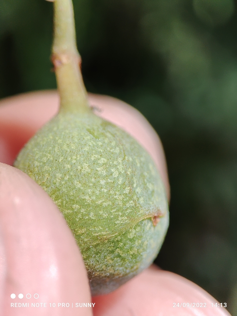 White Fig Tree (Ficus vasculosa) - Botanical Realm
