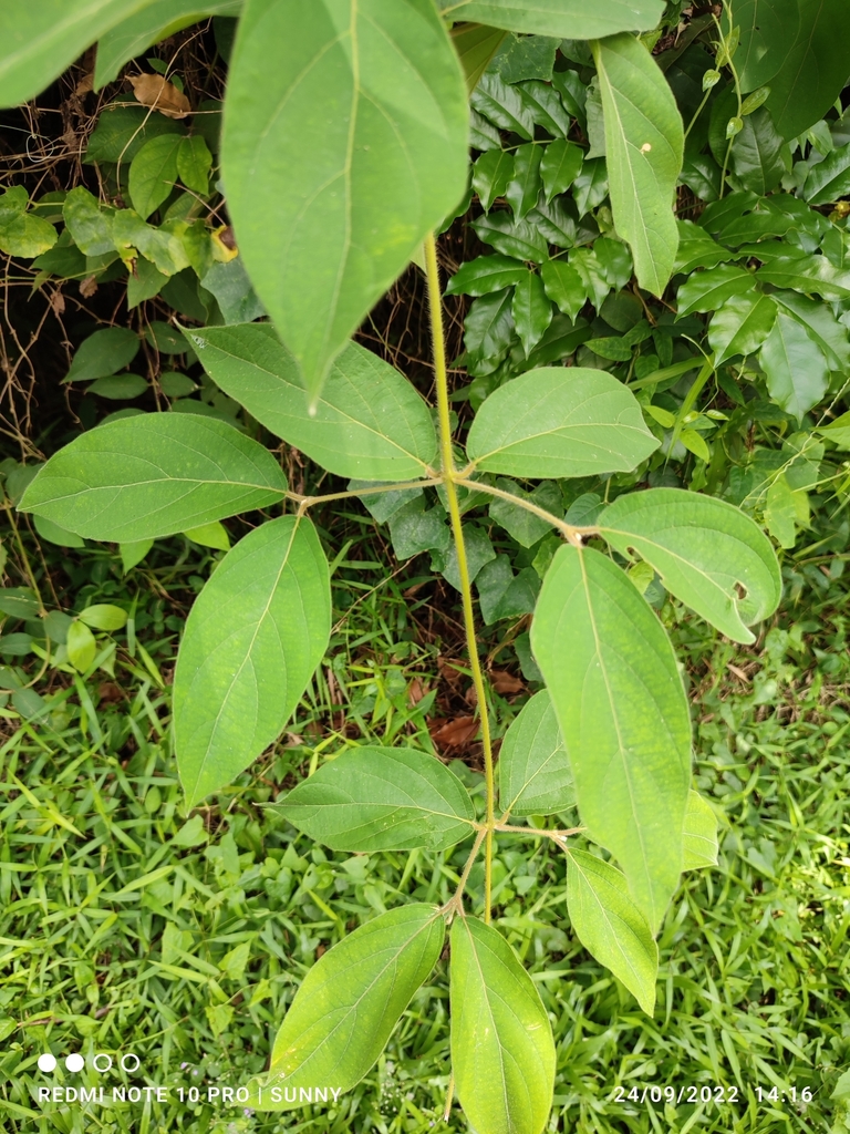 (Congea) - Botanical Realm