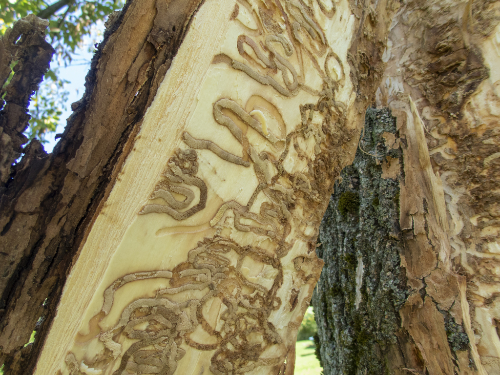 Emerald Ash Borer from Shepard Settlement, Onondaga County, NY, USA on ...