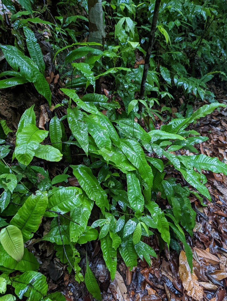 Monitor Lizard Fern (Tectaria singaporiana) - Botanical Realm