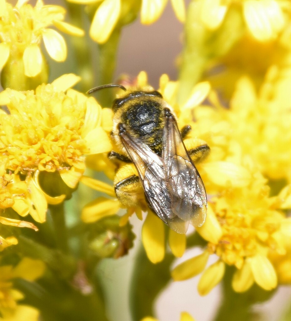 Eastern Spine-shouldered Cellophane Bee from Saint John County, NB ...