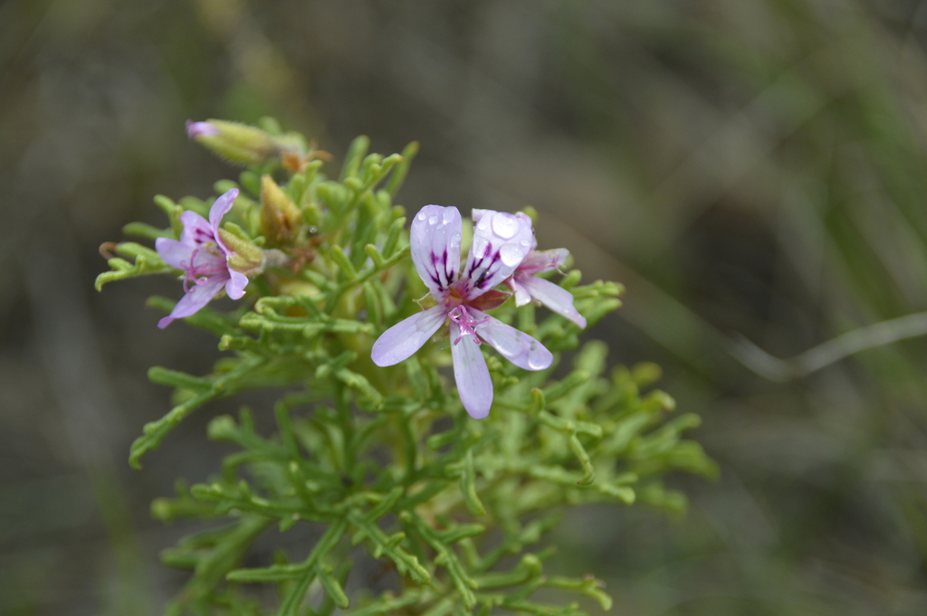 Rasp-leaf pelargonium from Sarah Baartman District Municipality, South ...