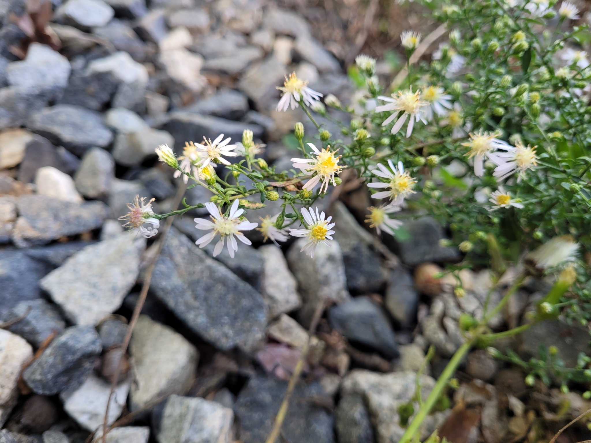 Symphyotrichum racemosum (Elliott) G.L.Nesom