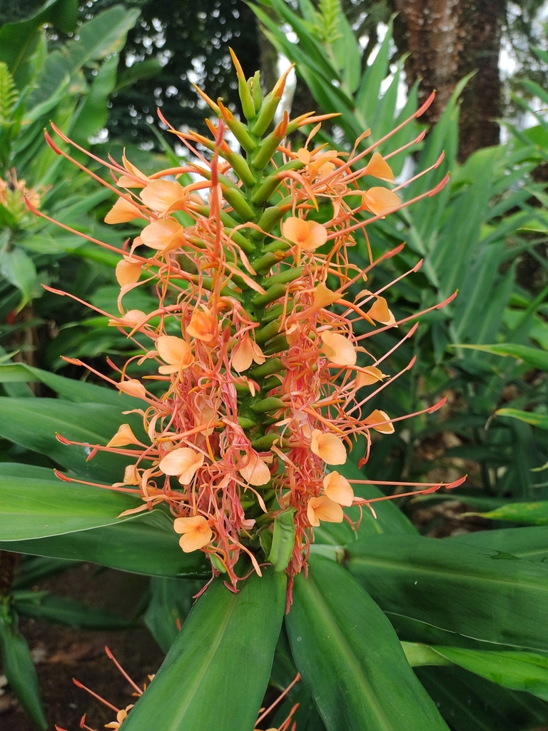 Butterfly ginger from Cra. 15 #15 Norte-1 a 15 Norte-25, Armenia ...