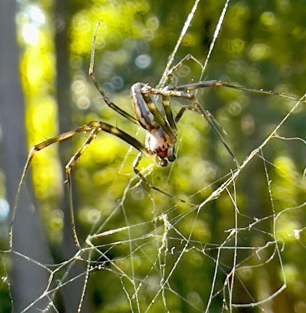 Joro Spider in September 2022 by drchancey. Male Joro in a female's web ...