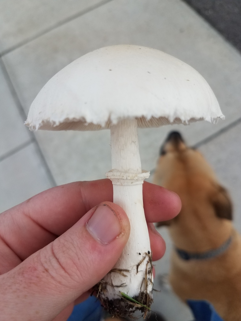 White Dapperling from Logan on September 22, 2022 at 03:30 PM by ...