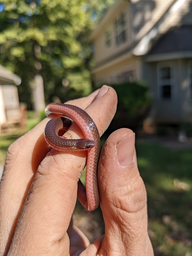Eastern Worm Snake from Fluvanna County, US-VA, US on September 24 ...