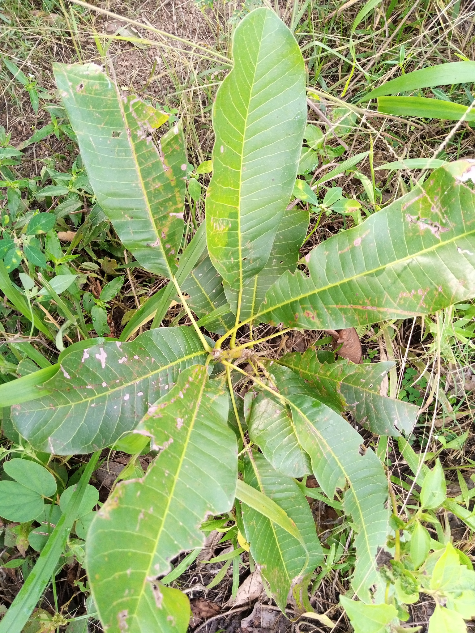 Vitellaria paradoxa C.F.Gaertn.
