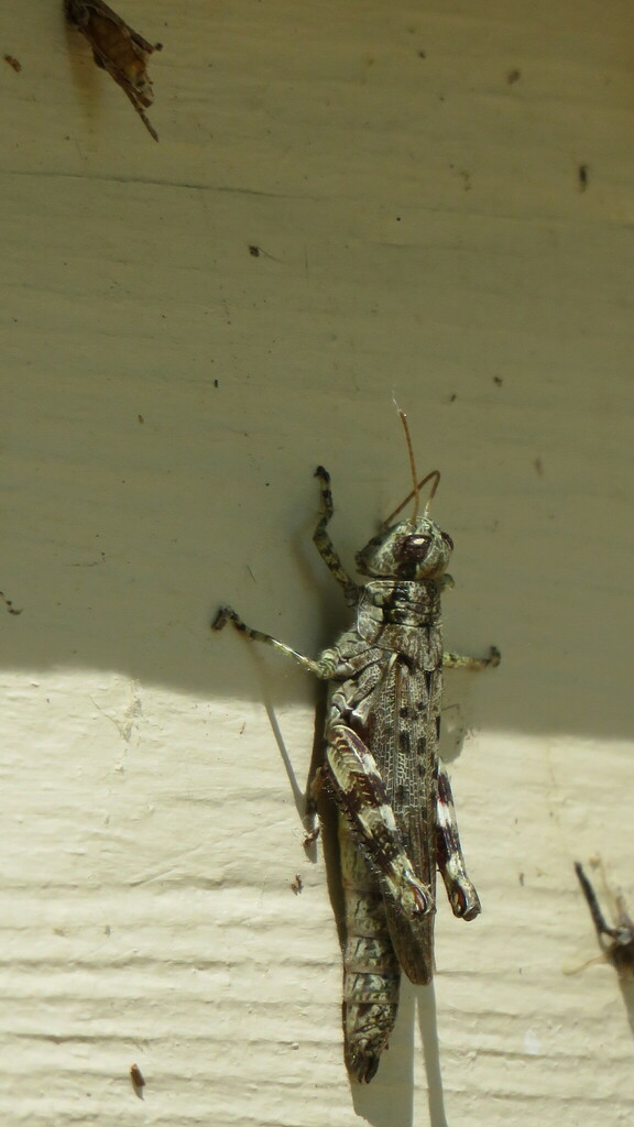 Pine tree Spur-throat Grasshopper from Lanark County, ON, Canada on ...