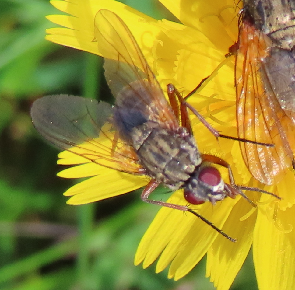 Calyptrate Flies from Aberdeenshire, UK on September 24, 2022 at 06:16 ...