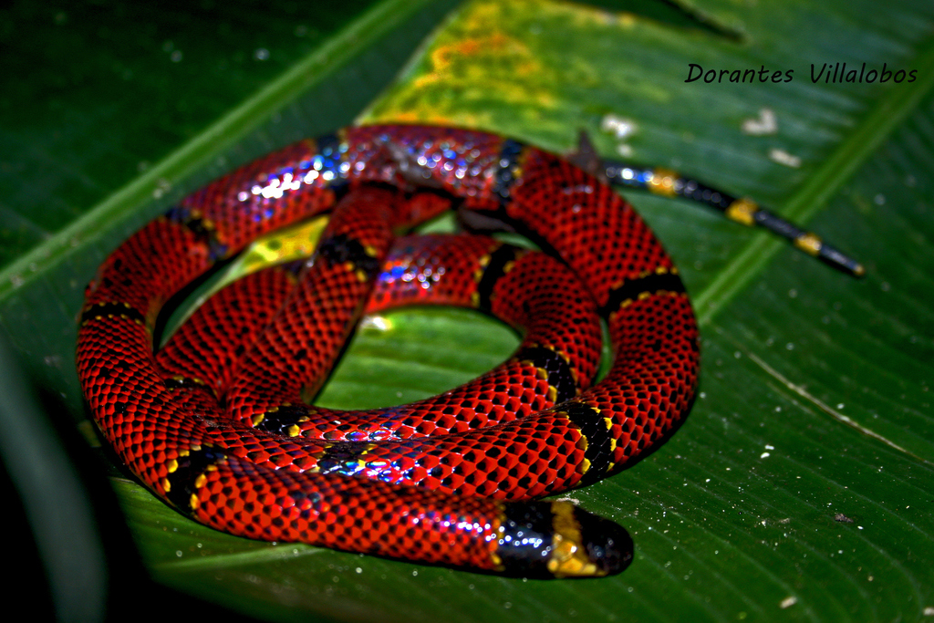Variable Coralsnake (Micrurus diastema) - Snakes and Lizards
