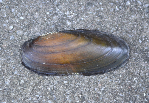 Black Sandshell (Mussels of Crane Meadows National Wildlife Refuge ...