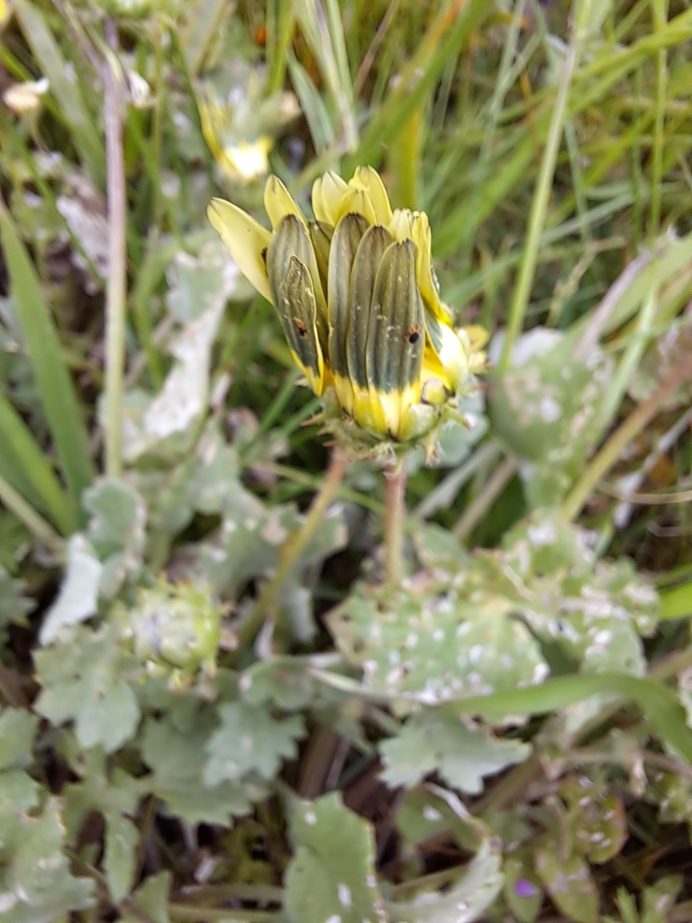Capeweed from Stellenbosch University, Cape Town, 7535, South Africa on ...