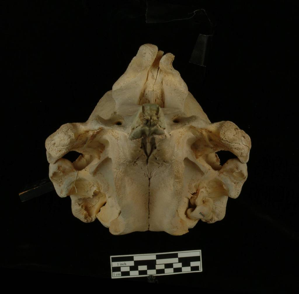 Perrin's Beaked Whale (Mesoplodon perrini) - Know Your Mammals