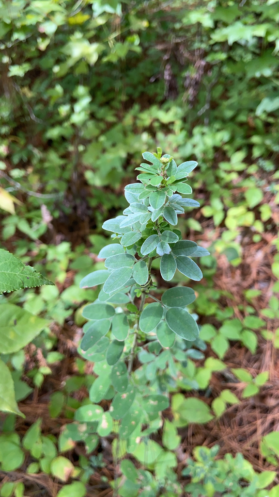 bush clovers and lespedezas from Deep Branch Rd, Pembroke, NC, US on ...