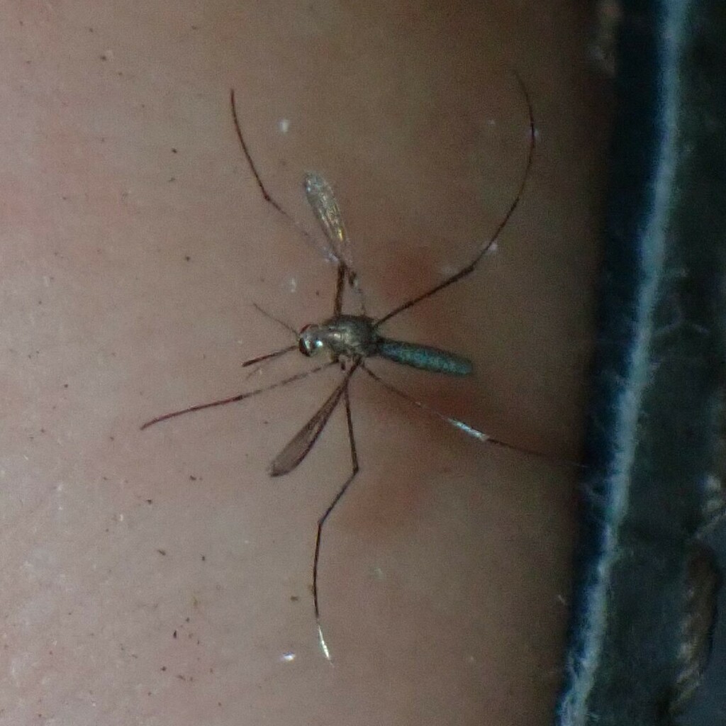 Culicine Mosquitoes in April 2022 by Ali and Brice. FL, USA · iNaturalist