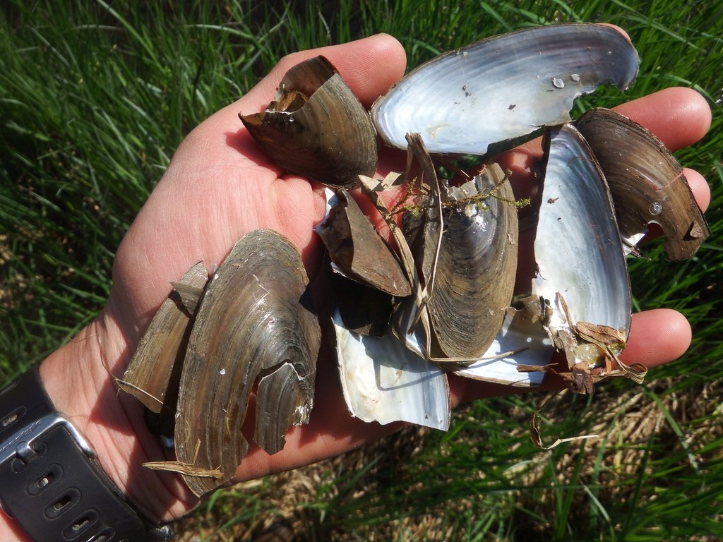 Western Floater (Mussels and Clams of Alberta) · iNaturalist
