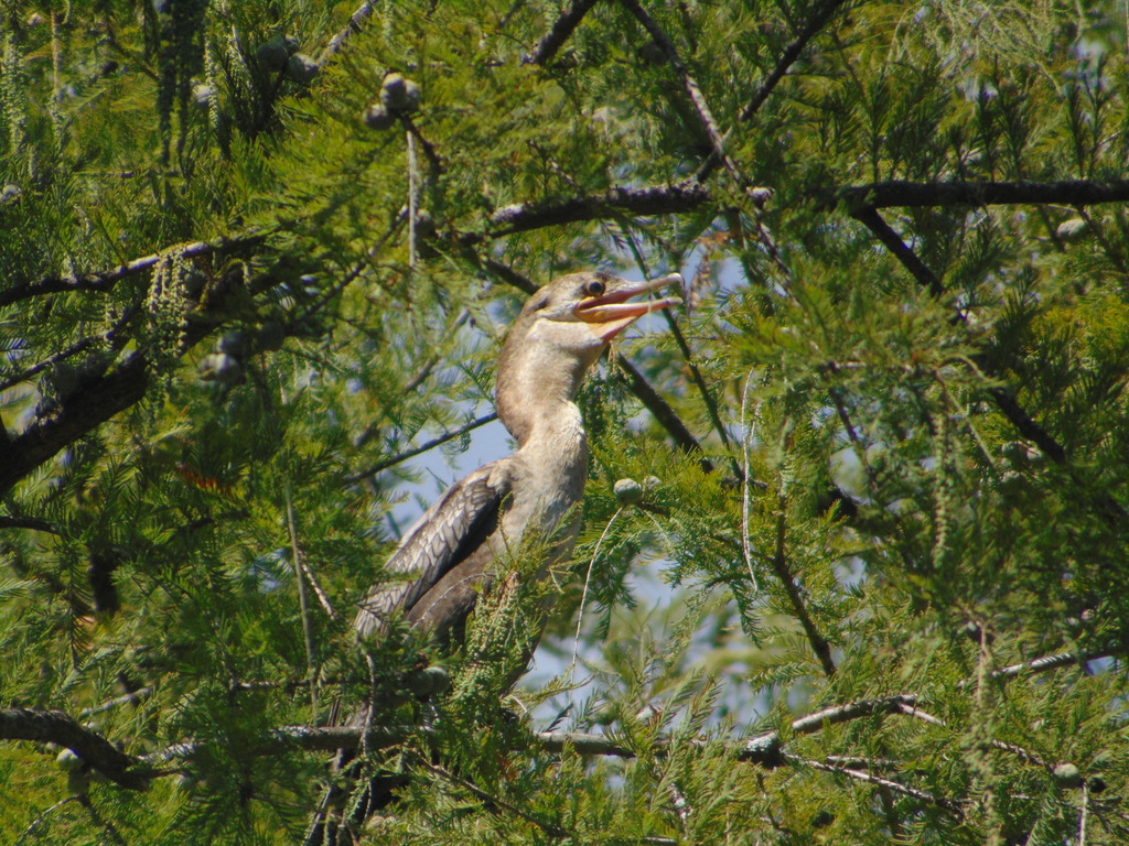 Neotropic Cormorant from Los Rodríguez, 67300 Santiago, N.L., México on ...