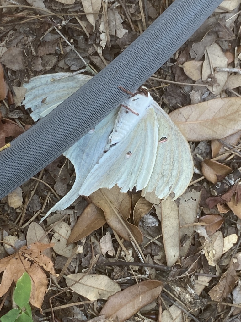 North American Luna Moth from David Fort Rd, Argyle, TX, US on ...