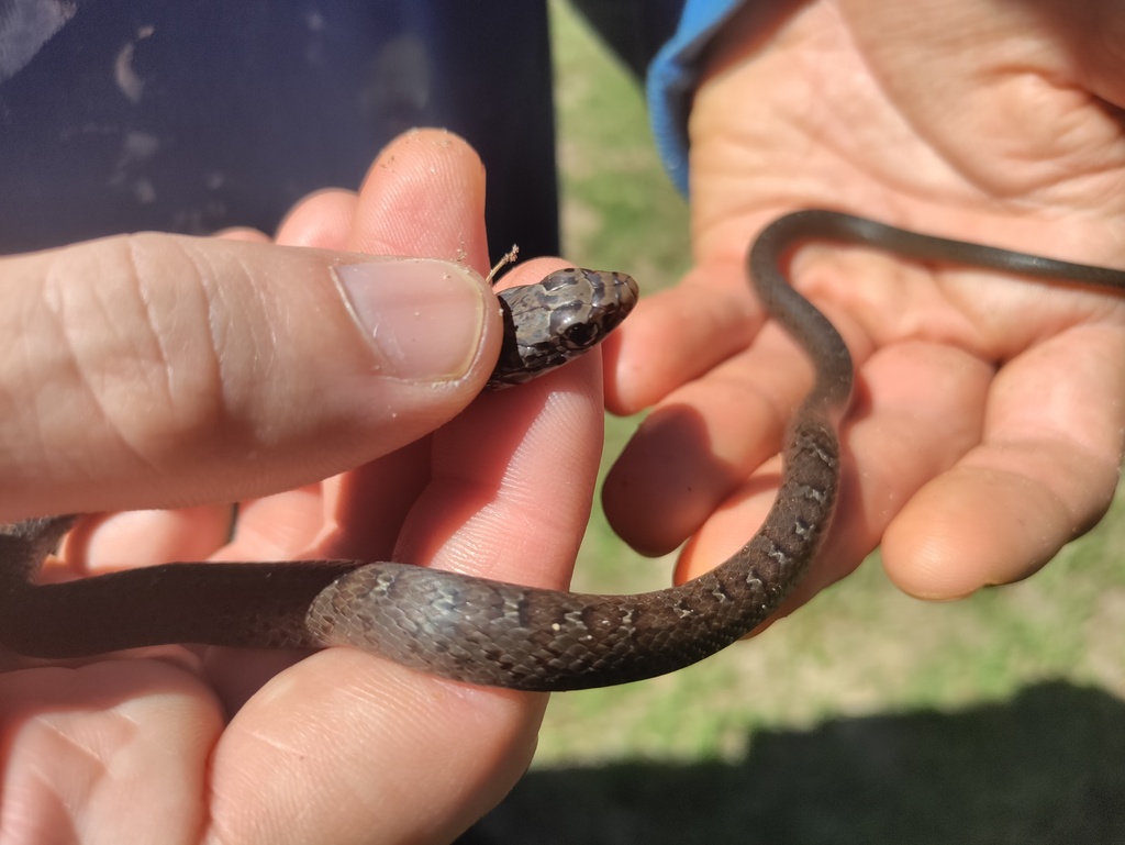 Gimkit - live learning game show