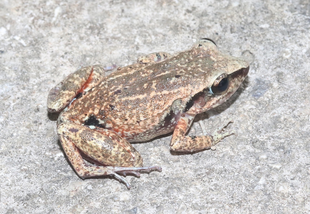 Cuban Groin-spot Frog from Artemisa, CU-LH, CU on April 26, 2022 at 01: ...