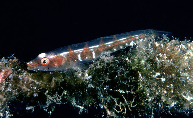 Large whip goby (Bony Fishes (Actinopterygii) of the Hawaiian Islands ...