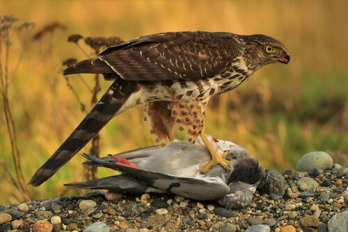 Chilean Hawk (Accipiter chilensis)#N# · iNaturalist United Kingdom