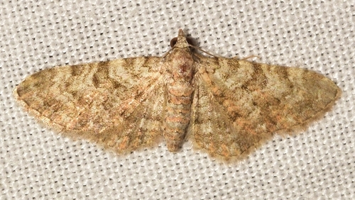 Eupithecia unitaria · iNaturalist