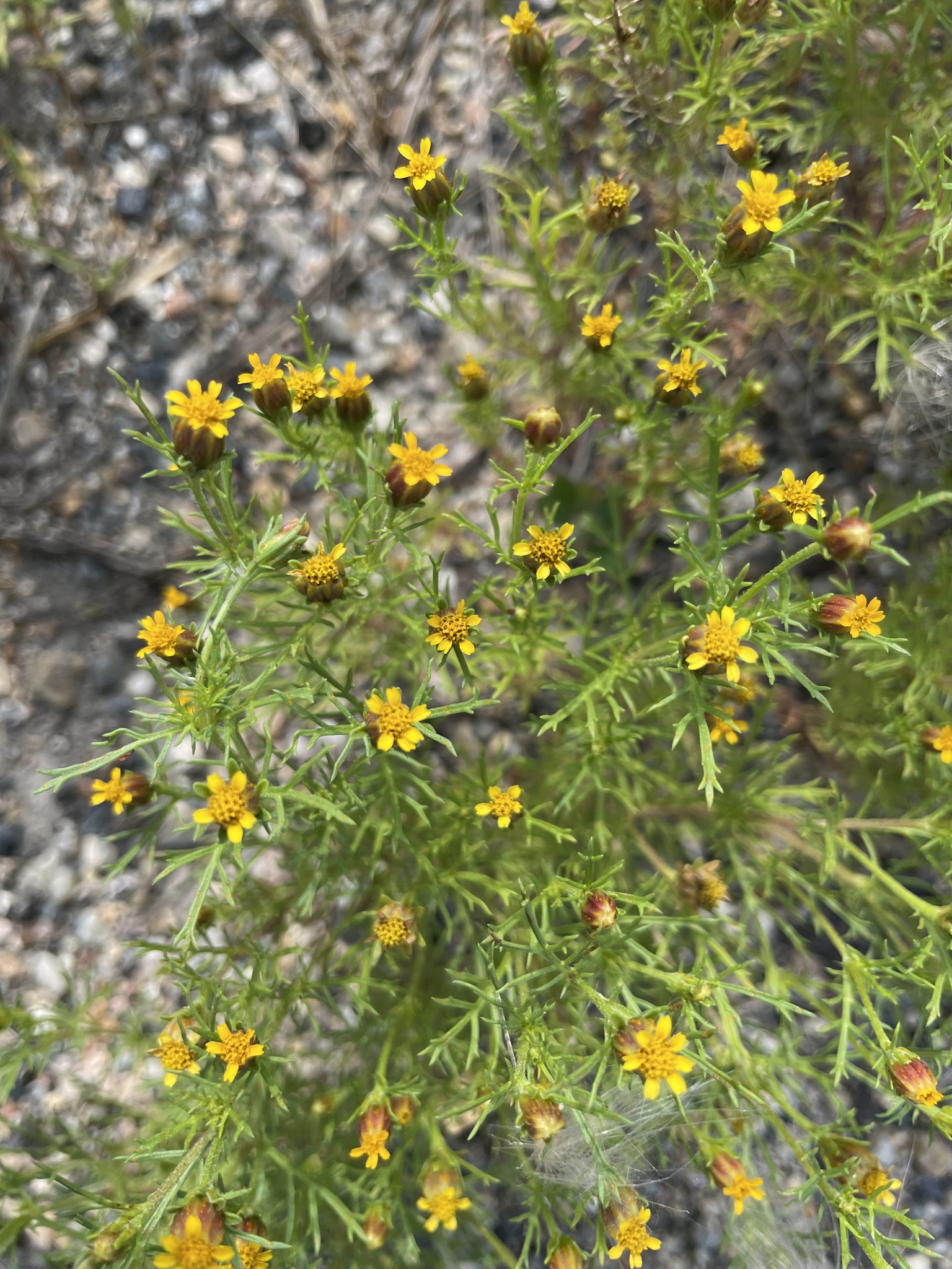 Dyssodia papposa (Vent.) Hitchc.