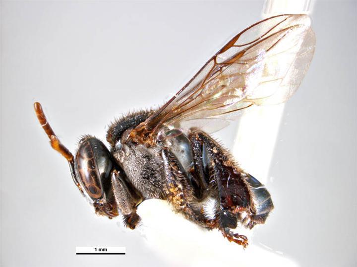 Hockings' Stingless Bee (bees of se qld) · iNaturalist