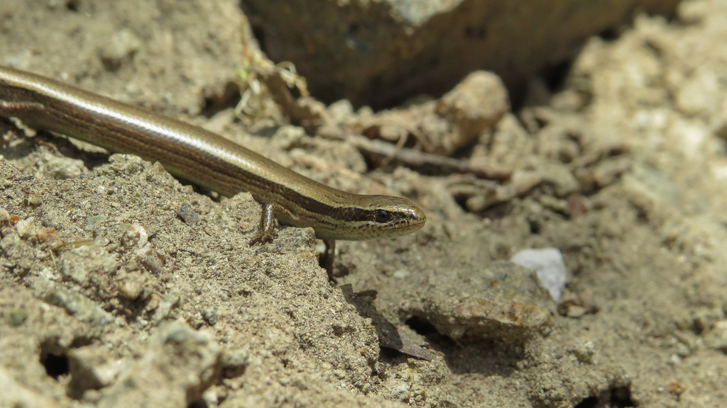 European Copper Skink in April 2022 by Ivaylo Georgiev · iNaturalist