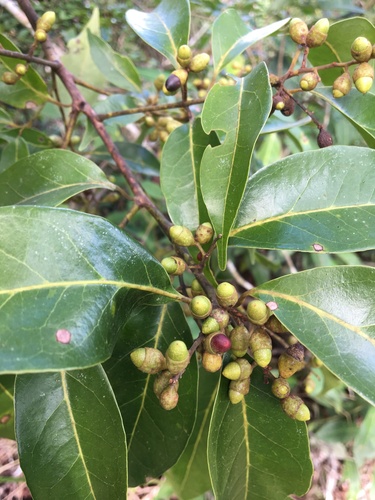 Ocotea notata · iNaturalist