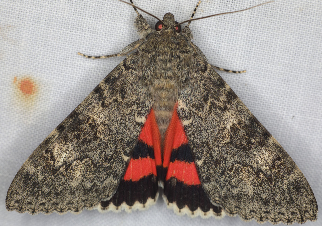 Western Underwing Moth (Moths of Rosewood Nature Study Area) · iNaturalist