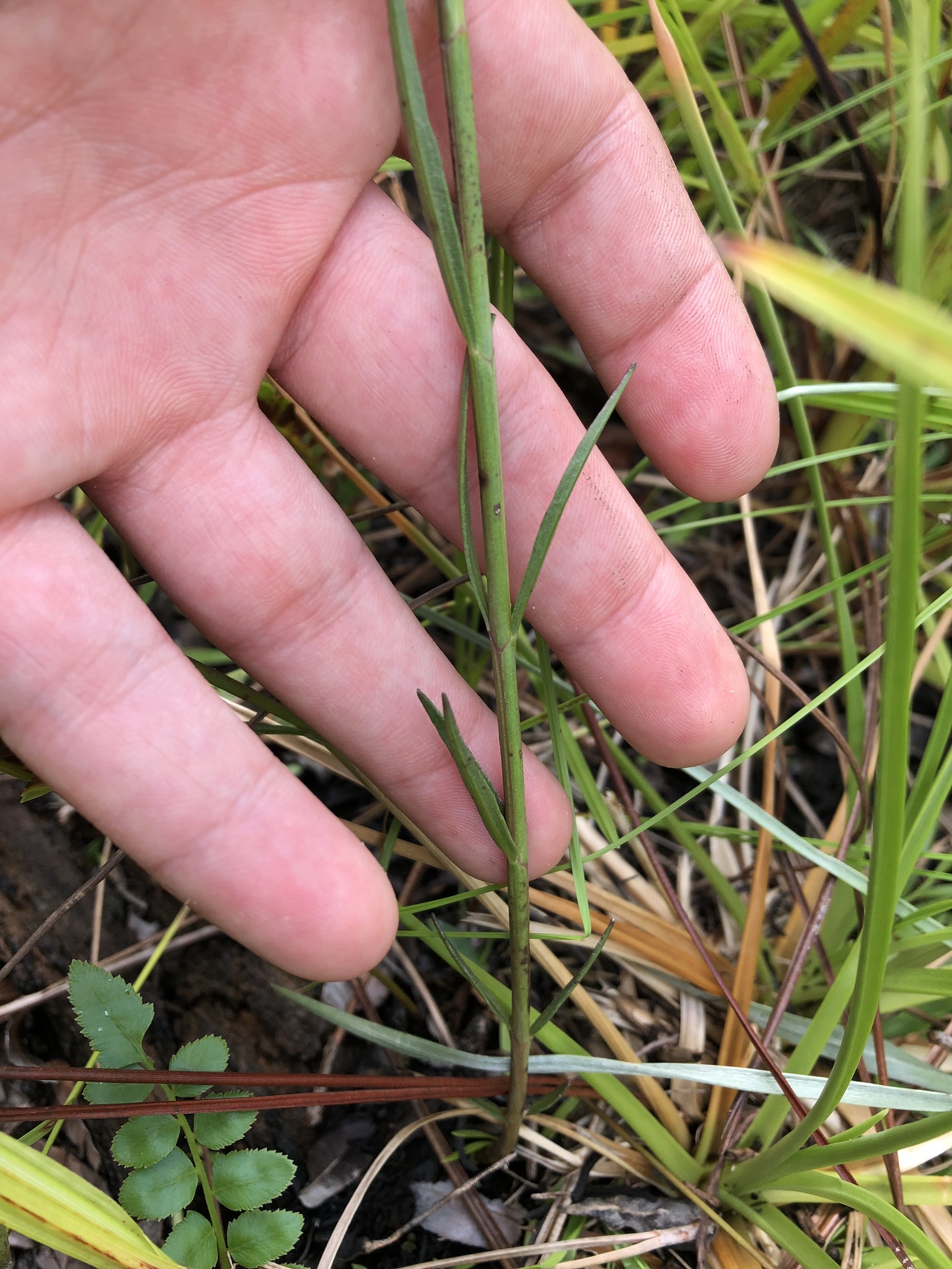 Agalinis linifolia (Nutt.) Britton