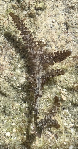 Palisada perforata · iNaturalist United Kingdom