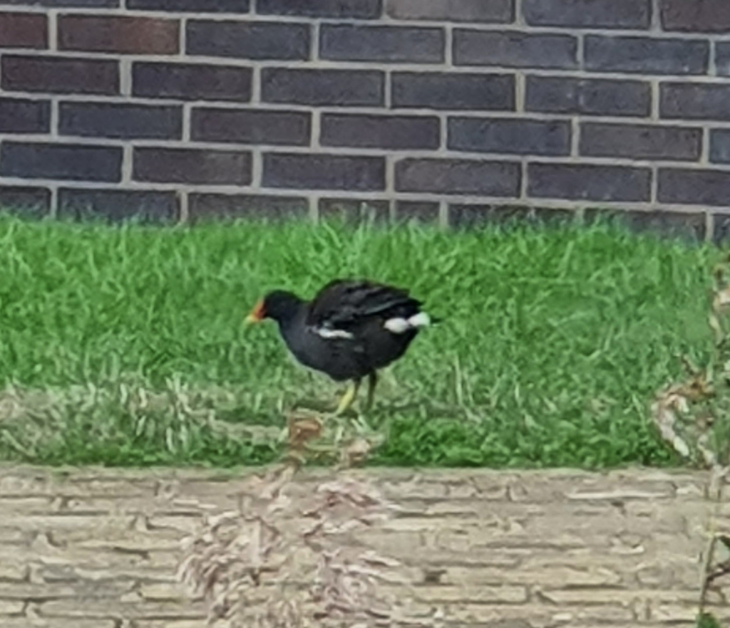 Common Moorhen from 8 The Postern, Barbican, London EC2Y 8BJ, UK on ...
