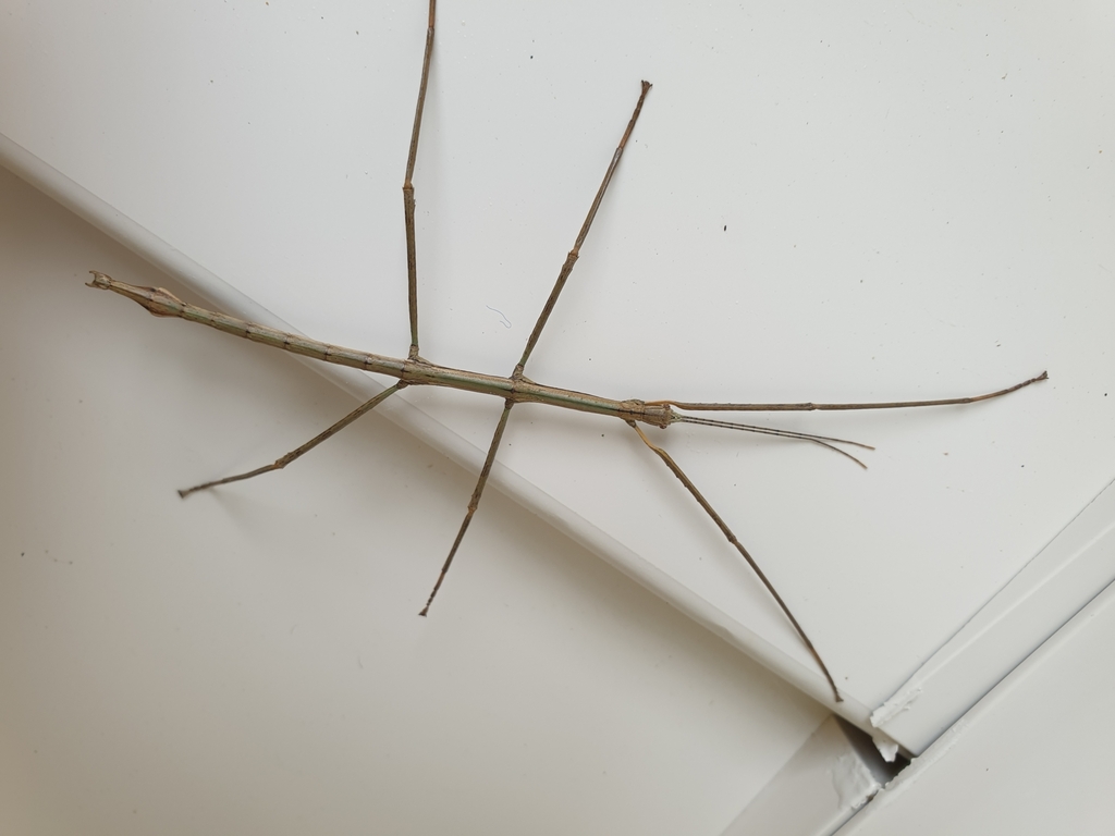 Smooth Stick Insect from Dargaville 0371, New Zealand on September 25 ...