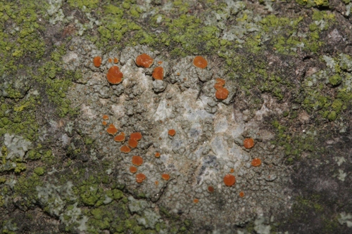 Caloplaca sp-3 · iNaturalist