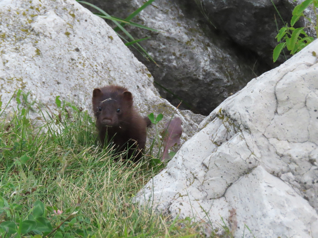 American Mink from Milwaukee, Wisconsin, United States on August 28 ...