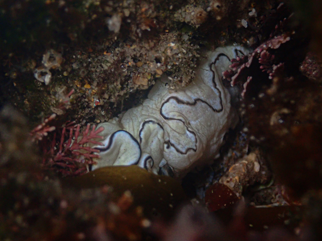 Black-margined Nudibranch from Norah Head NSW, Australia on September ...