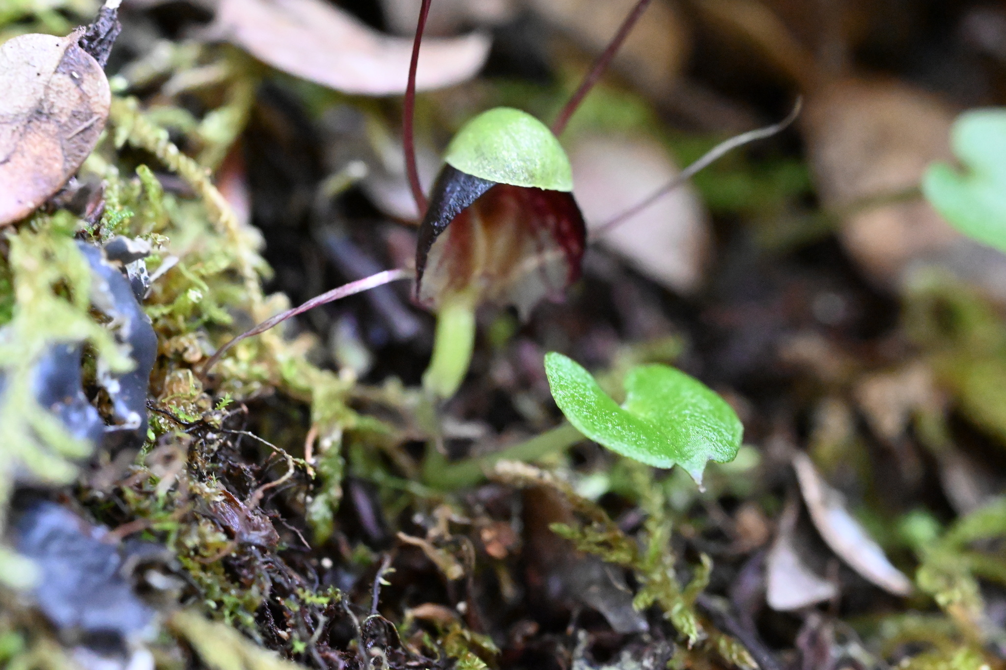 Corybas trilobus (Hook.f.) Rchb.f.