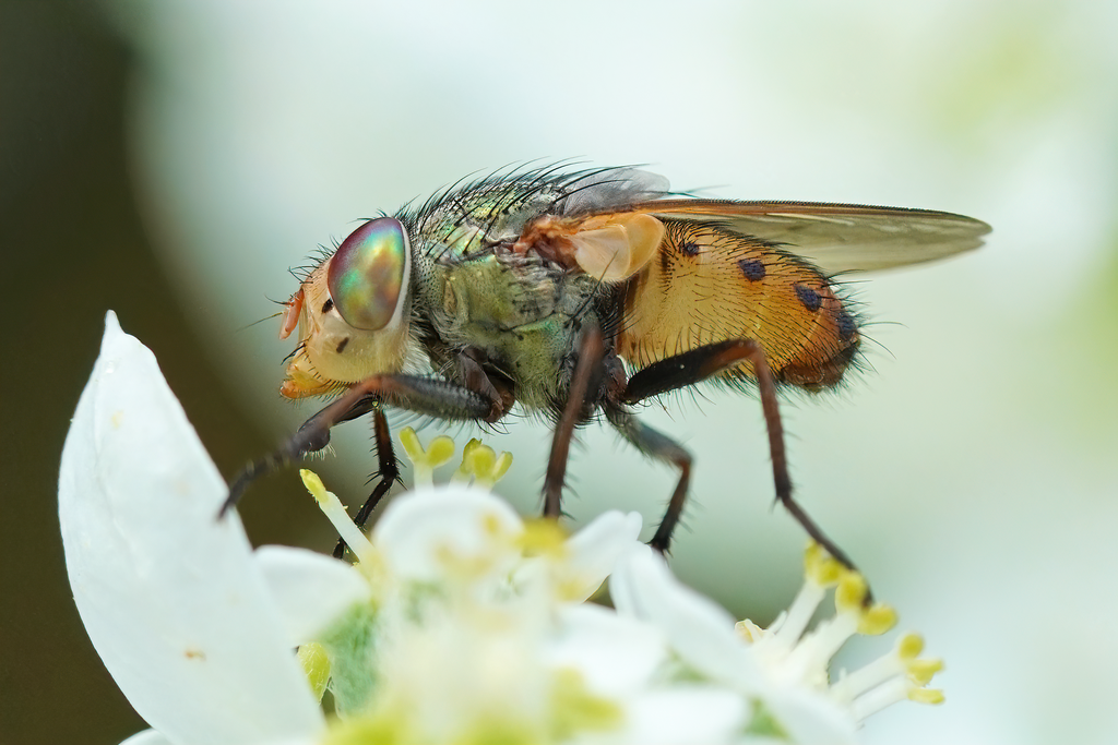 Rhyncomya from Vlorë County, Albania on September 10, 2022 at 05:50 PM ...
