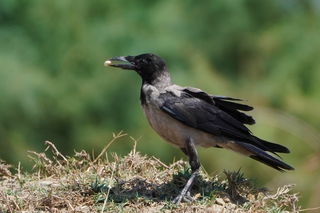 Hooded Crow from Zvërnec, Albania on September 10, 2022 at 05:50 PM by ...