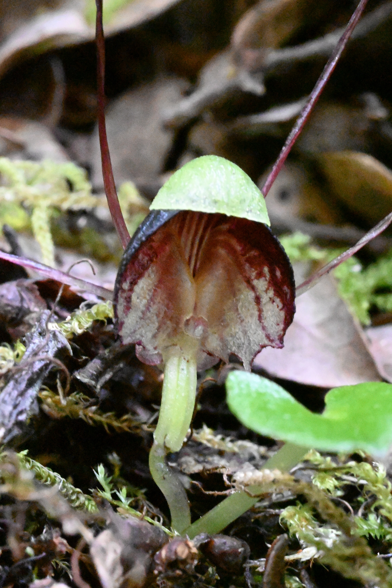 Corybas trilobus (Hook.f.) Rchb.f.