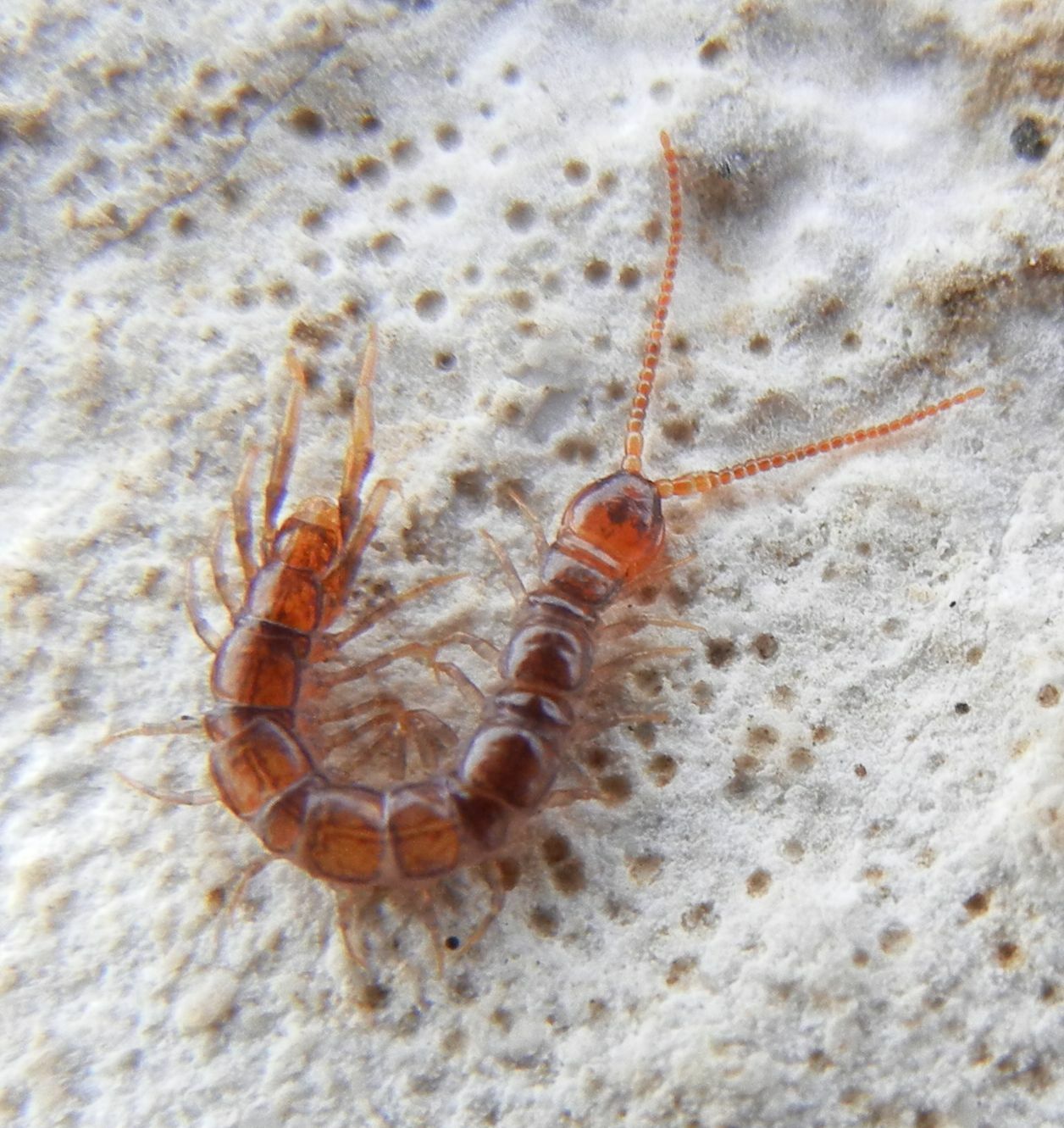 Lamyctes emarginatus Newport, 1844