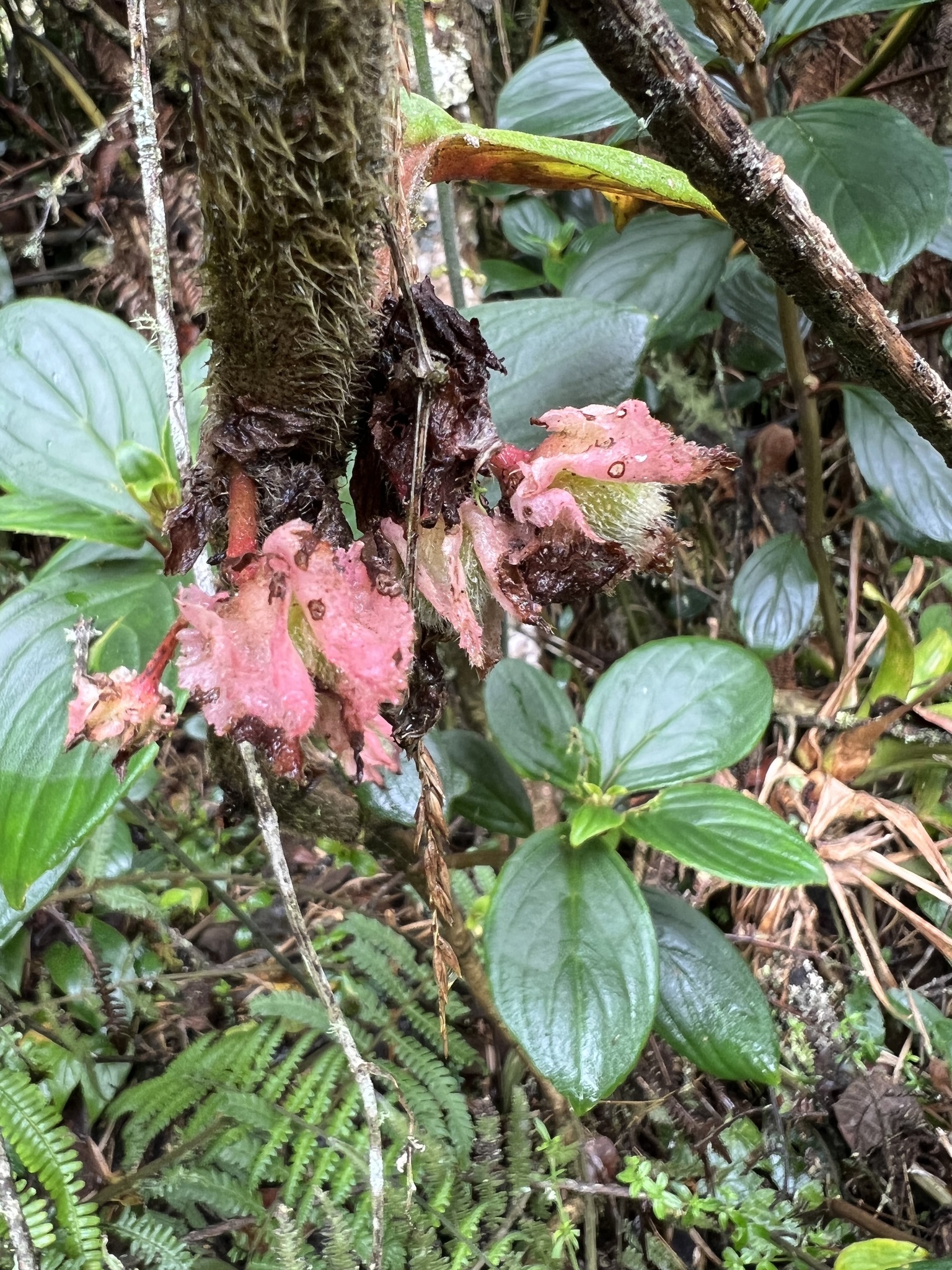 Glossoloma ichthyoderma (Hanst.) J.L.Clark