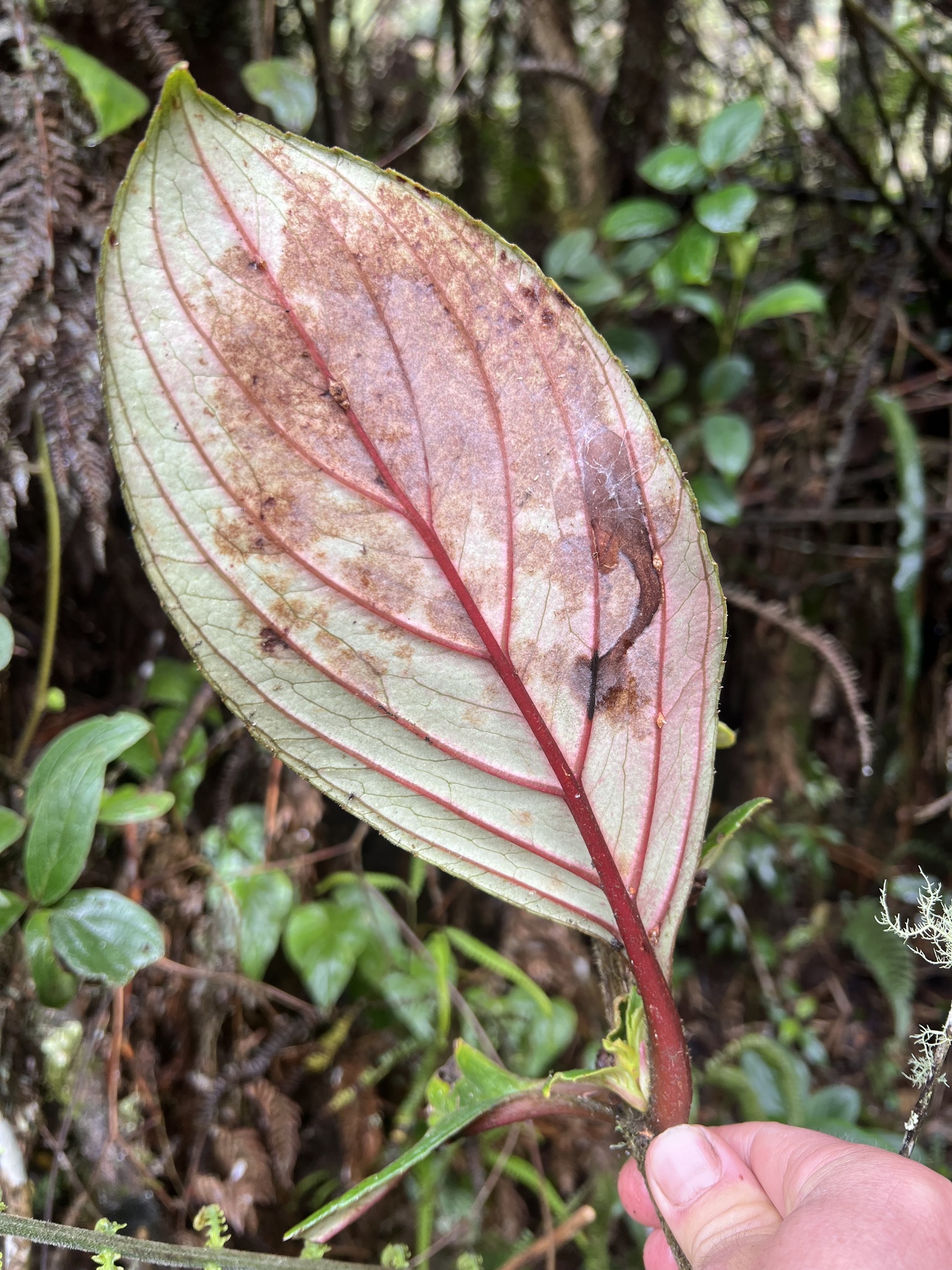 Glossoloma ichthyoderma (Hanst.) J.L.Clark