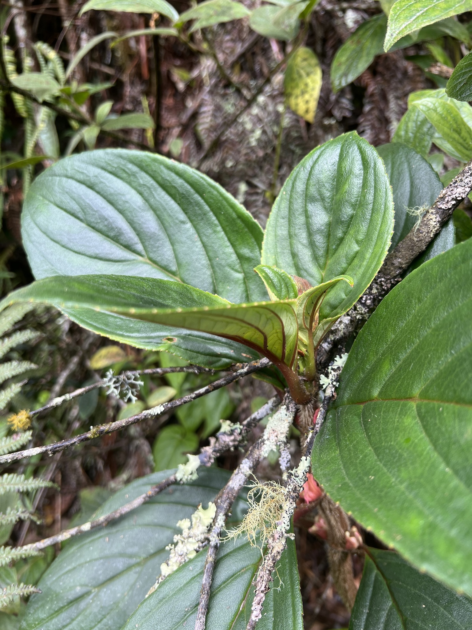 Glossoloma ichthyoderma (Hanst.) J.L.Clark